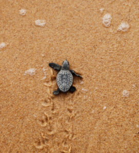 Turtle Forth – 3rd Quarter 2022 Wrap Up